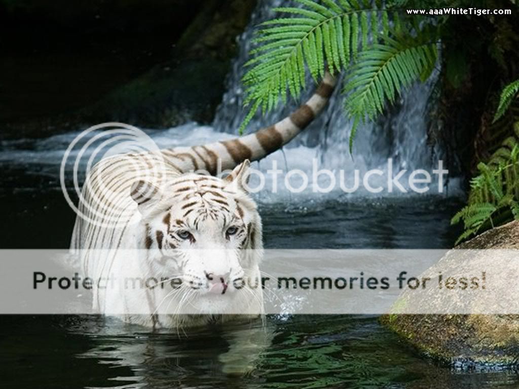 white-tiger-waterfall-wallpaper.jpg Photo by webguru24x7 | Photobucket