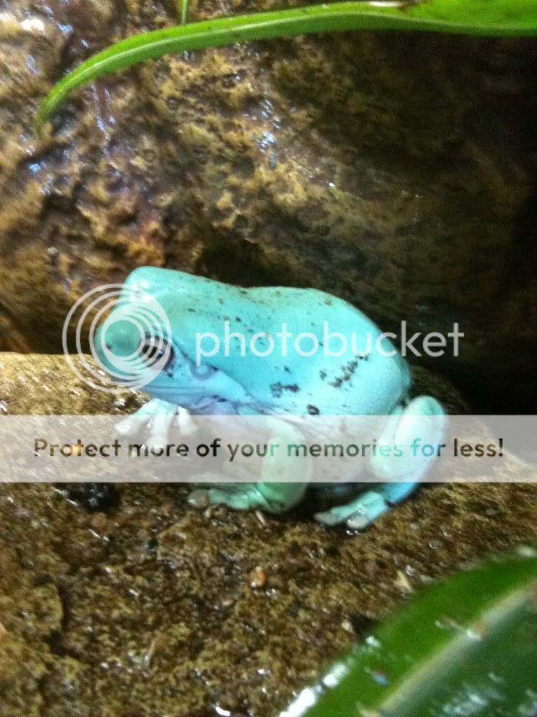 Eastern - Adult Whites Tree Frogs | Reptile Forums