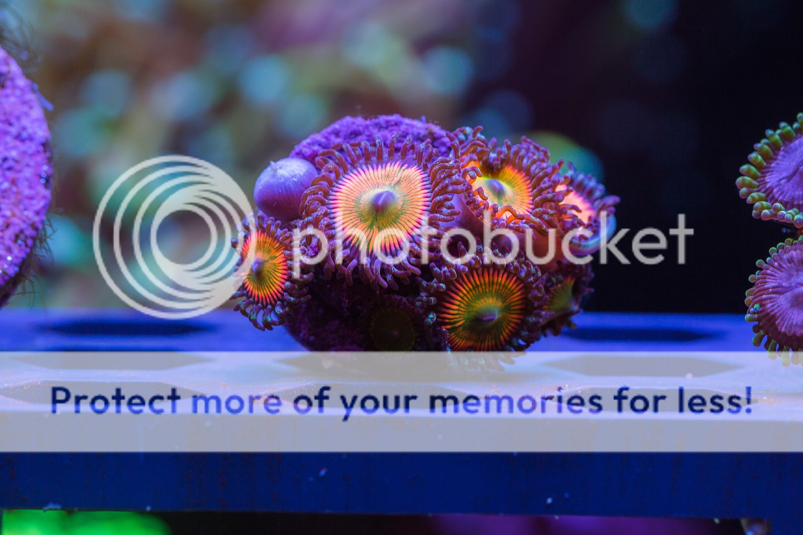 New York - SPS - Walt Disney, RMF Acid Trip, JF Beach Bum + Favia Packs ...