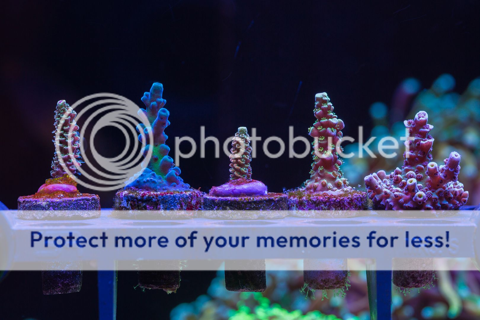 New York - SPS - Walt Disney, RMF Acid Trip, JF Beach Bum + Favia Packs ...