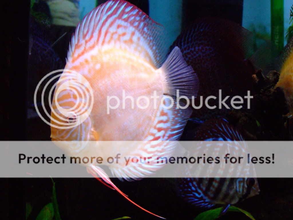 Help Sexing Discus Please | Fish Forum