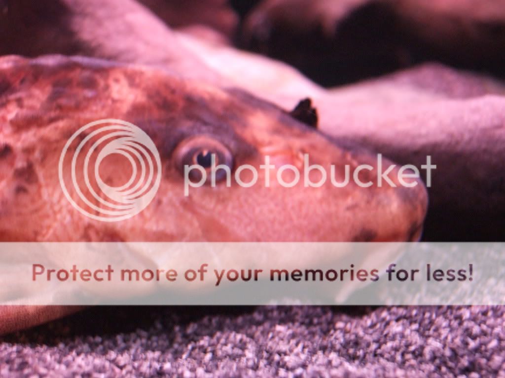 12 Inch Pleco For Sale | Fish Forum