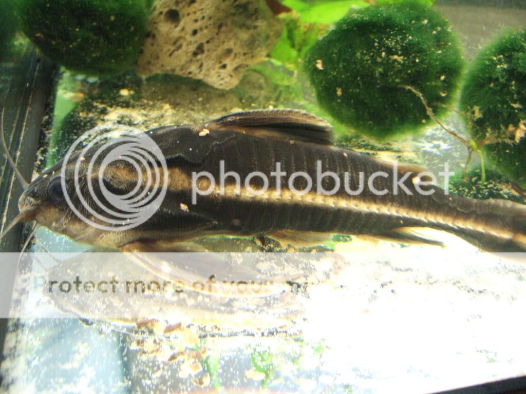 Xl Humbug Catfish For Sale | Fish Forum
