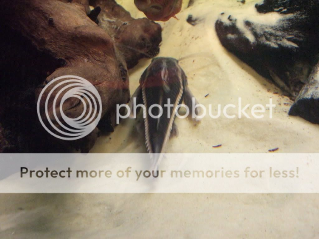 Xl Humbug Catfish For Sale | Tropical Fish Forums 🐠